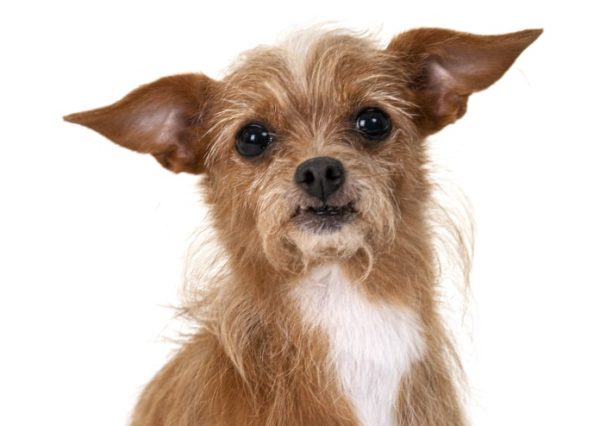 Contact | Pets On Tapp